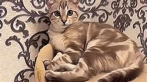 Tusya Kiskis | #тэя #туся #animals #кошка #котики #cats # ...