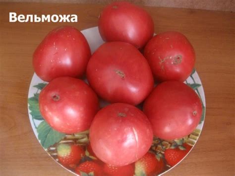 Сорт помидоров Вельможа - описание сорта с фото, отзывы