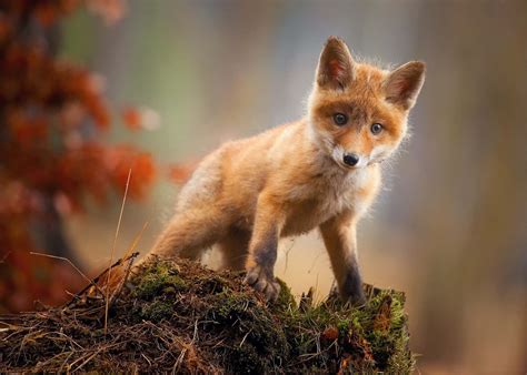[100+] Baby Fox Pictures | Wallpapers.com
