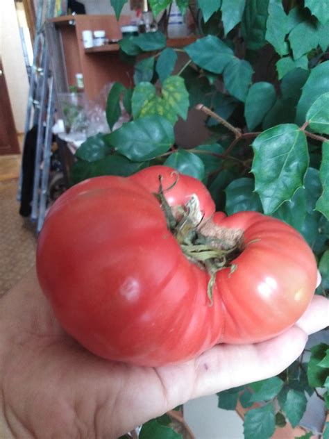 Томат Румяные: описание сорта, ОТЗЫВЫ, фото, урожайность | tomatland.ru