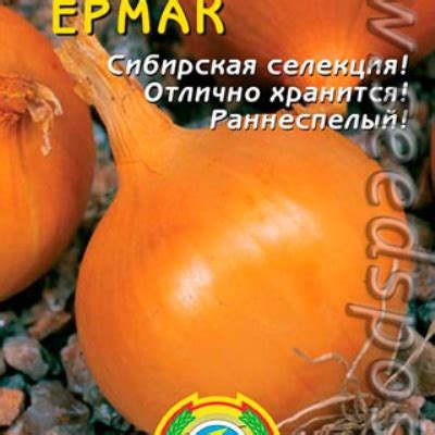 Лук Ермак: описание и характеристики сорта, агротехника посадки и ...