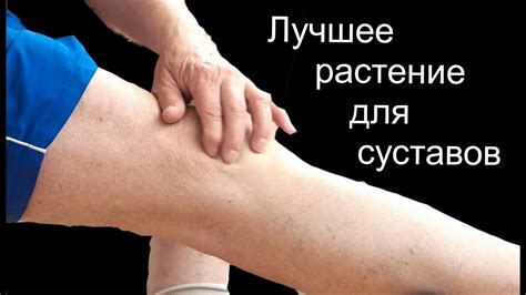 Лучшее растение для суставов - YouTube