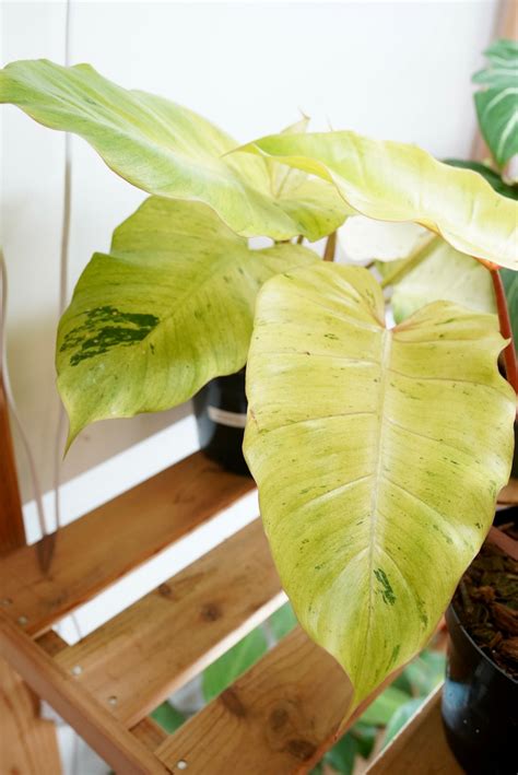 Philodendron Snowdrift – Ruby Flora Plant Shop