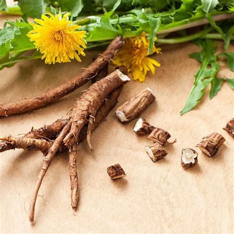 Dandelion Root Extract: Benefits and Consumption Guide