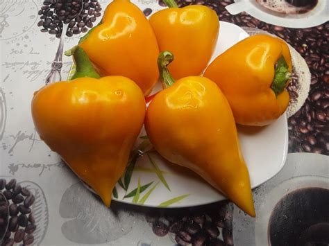 Семена: Перец сладкий Леся оранжевая. Перец сладкий, Семена овощей ...