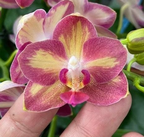 Phalaenopsis Tying Shin Smart (peloric) | TheDarkOrchid