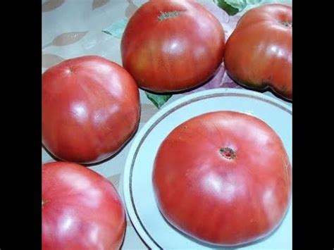 🍅🍅ТОМАТ КОРОЛЕВСКАЯ МАНТИЯ. ОБЗОР СОРТА - YouTube