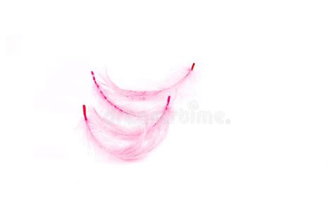 Roze veer stock afbeelding. Image of veer, roze, delicatesse - 2263463