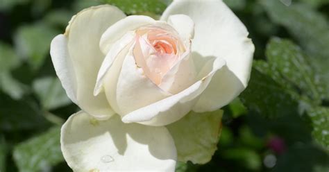 Palais Royal ® | Rose, weiß, 190 cm x 150 cm (1999) | Rosa 'Palais ...