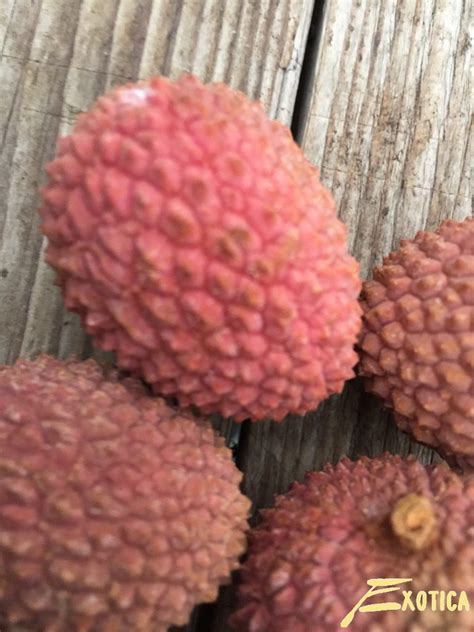 Litchi Chinensis | Plantencentrum Exotica
