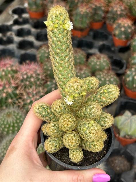 Mammillaria elongata 'Aureispina' | Kaktusy \ Mammillaria | Kaktusy ...