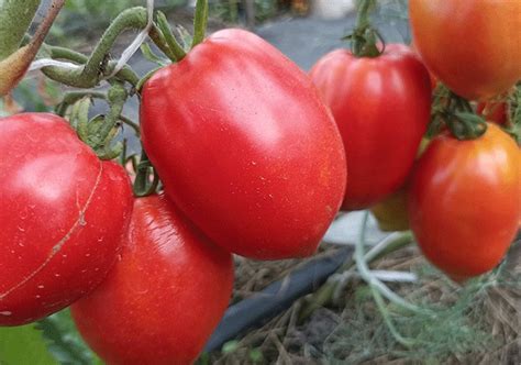 Семена:Томат Минусинские стаканы красные. Минусинские сорта, Козула ...
