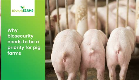 Why Biosecurity Needs to Be a Priority for Pig Farms - Biotech Farms, Inc.