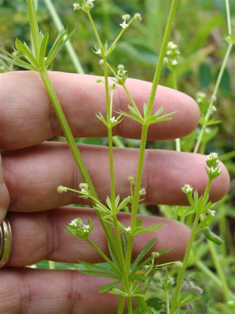 galium aparine | Wisdom of the Plant Devas