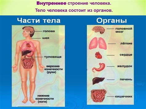 Строение тела человека - презентация онлайн