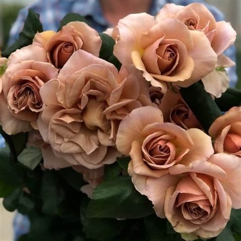 Marigen - питомник Кафе Латте (Vip Roses) и саженцы