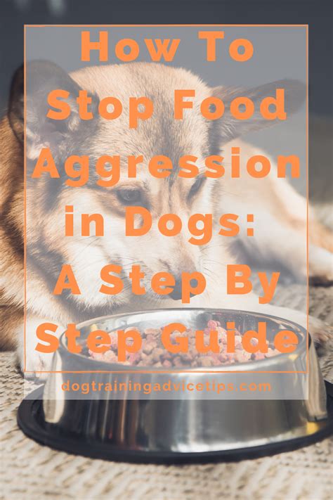 How to stop food aggression in dogs a step by step guide – Artofit
