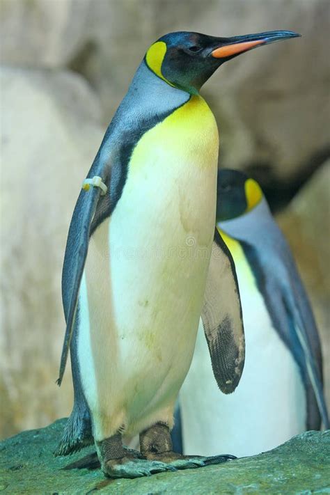 Pinguin stockfoto. Bild von bannie, tier, führer, tiere - 691972