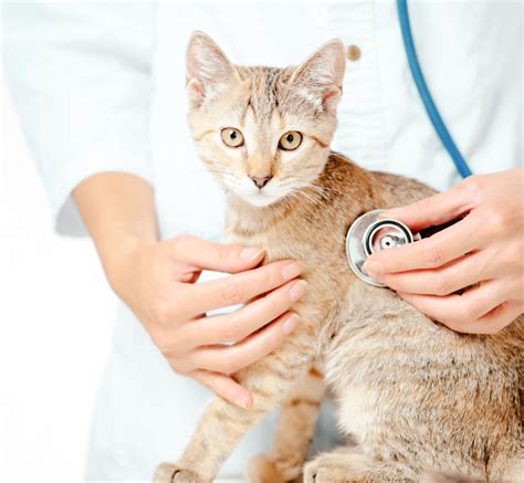 Urgent Veterinary Care in Christiansburg, VA | Town and Country ...