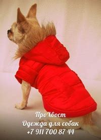 ПроХвост (Одежда для собак) | Одежда, обувь и аксессуары для собак ...