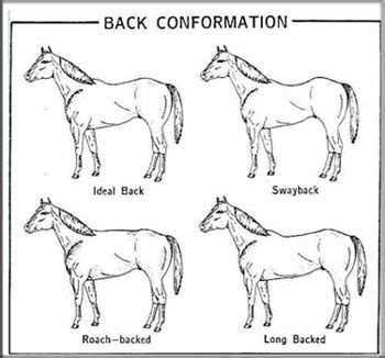 Horse Hippology - Linda Brausen