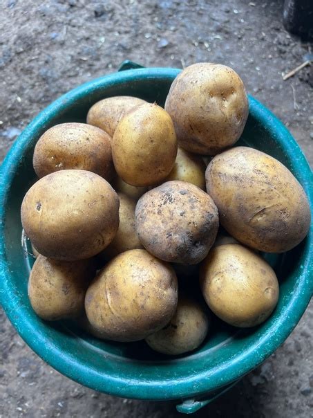 Продам картофель на еду, очень вкусный: 5 л 250 руб, 10 л 400 руб . От ...