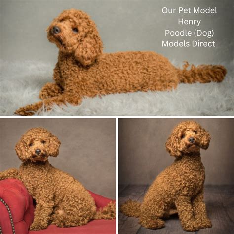 Models Direct on LinkedIn: #petmodelling #pets #models #modelsdirect #images #portfolio #bookamodel…