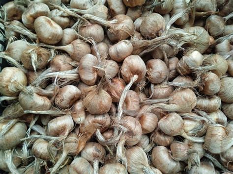 Шафран луковици – АгроБорса | Agri.BG