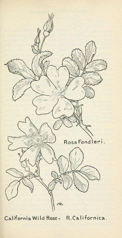 Красная нить – вышивка и рукоделие | Wildflower drawing, Botanical ...