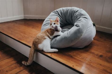 Buy quality cat accessories online | We love HUNTER