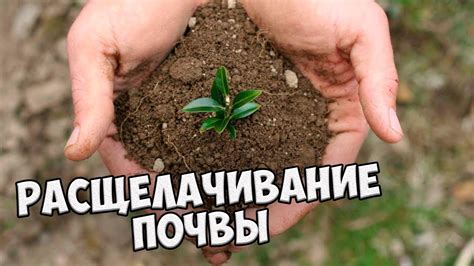 Расщелачивание почвы 🌱 Доломитовая мука, зола, известь 🌱 Советы ...