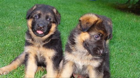 КОЛОБКИ. Щенки Немецкой овчарки 1 месяц. Puppies German Shepherd 1 ...