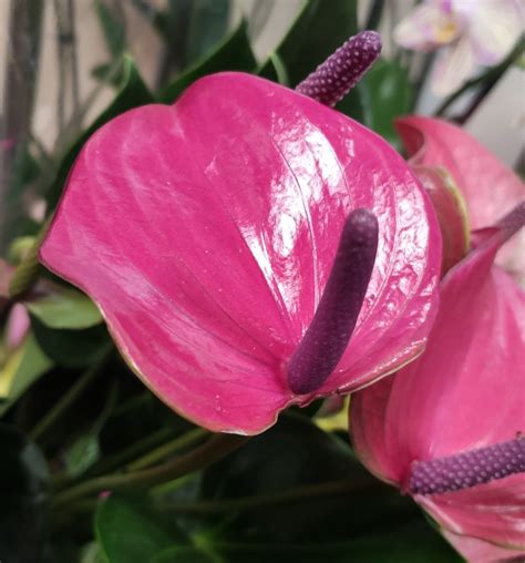 Anthurium Pure Purple