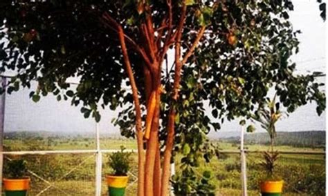 पेड़ की देखभाल - इस बोधि वृक्ष की देखभाल पर हर साल खर्च होते है 12 लाख ...