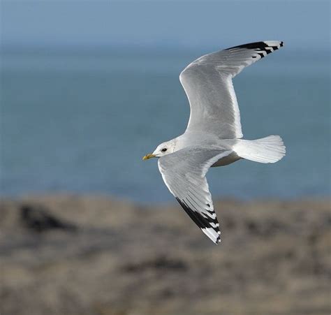 Une histoire de pattes... - Audubon nature