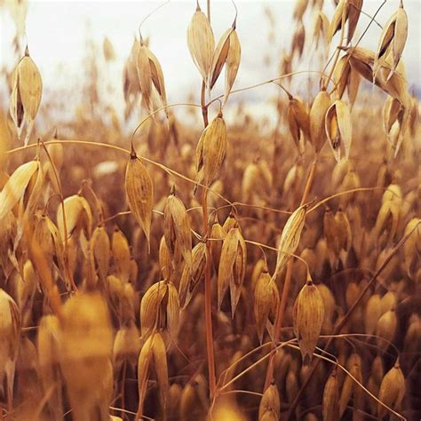 Why we use Pentaerythrityl Tetra-di-t-butyl Hydroxyhydrocinnamate ...