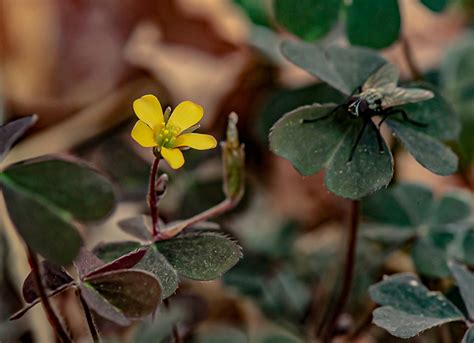 Oxalis corniculata - Изображение особи - Плантариум