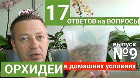 ОРХИДЕЯ в домашних условиях, КОРНИ ОРХИДЕИ, цветонос и горшки для ...