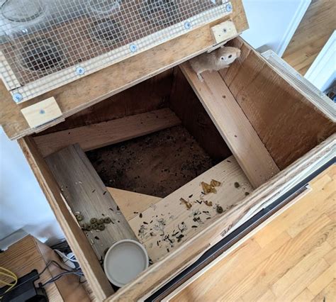 Introducing the GerbLife Enrichment Cube & Activity Center : r/gerbil