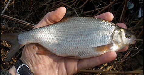 Idler's Quest: Identifying Silver Bream