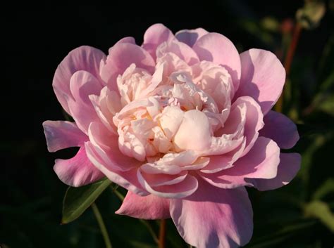 Paeonia lactiflora 'Catharina Fontijn' (Peony 'Catharina Fontijn ...
