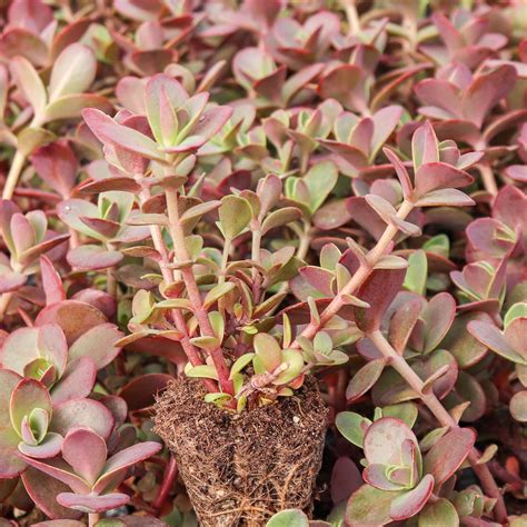 Sedum Sunsparkler® 'Firecracker' [plug] - Mountain Crest Gardens