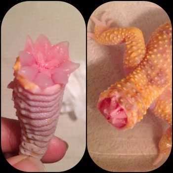 Crested Gecko Tail Drop - Learn How and Why Crested Geckos Lose Their ...