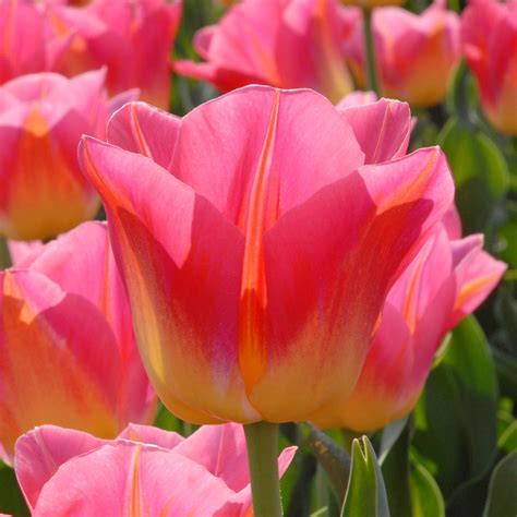 Tulip Tom Pouce (Tulipa) | per 20 bulbs | Fluwel