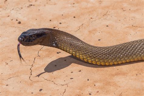 "Inland Taipan" Bilder – Durchsuchen 96 Archivfotos, Vektorgrafiken und ...
