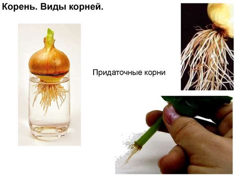 Корень. Значение корня. Виды корней. Корневые системы. Микроскопическое ...
