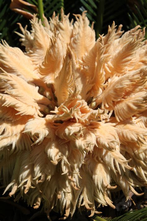 Cycas Flower In Blossom Free Stock Photo - Public Domain Pictures