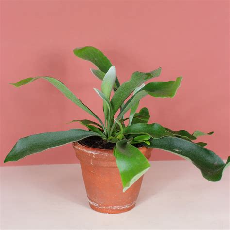 Platycerium Bifurcatum – The Watered Garden