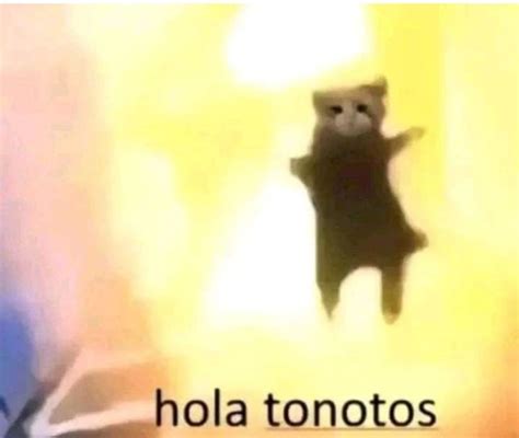 hola tonotos | Imágenes divertidas, Memes de animales, Imágenes graciosas