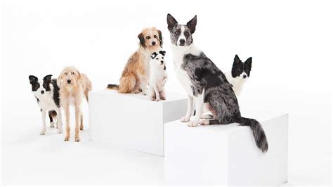 dog-tales | WPBS | Serving Northern New York and Eastern Ontario